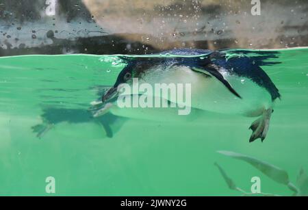 Perth Zoo's little penguins, the only species of penguin that stays ...