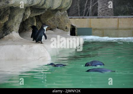Perth Zoo's little penguins, the only species of penguin that stays ...