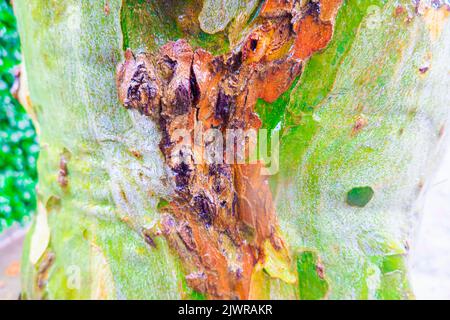 Wet sycamore tree trunk camo patterns Stock Photo - Alamy
