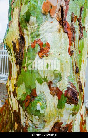Wet sycamore tree trunk camo patterns Stock Photo - Alamy