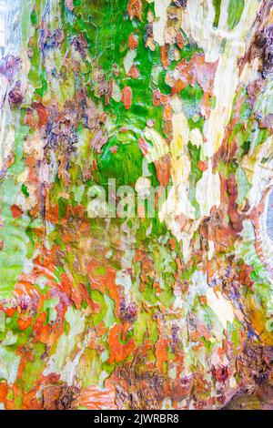 Wet sycamore tree trunk camo patterns Stock Photo - Alamy