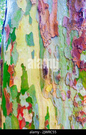 Wet sycamore tree trunk camo patterns Stock Photo - Alamy