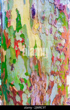 Wet sycamore tree trunk camo patterns Stock Photo - Alamy