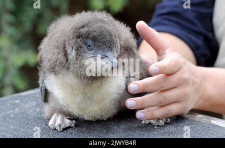 Melbourne Zoo vet Dr. Sarah Frith weighs a young penguin, Wednesday ...