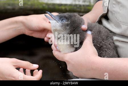 Melbourne Zoo vet Dr. Sarah Frith weighs a young penguin, Wednesday ...