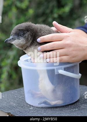 Melbourne Zoo vet Dr. Sarah Frith inspects a young penguin, Wednesday ...