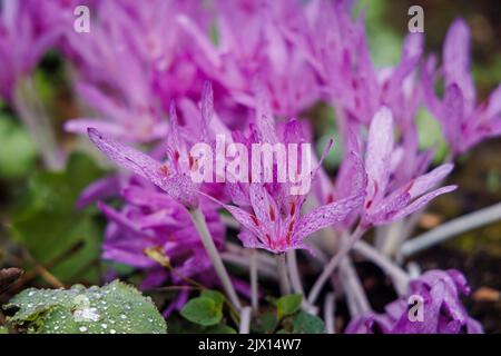Delicate purple mottled Colchicum agrippinum (autumn crocus) in flower ...