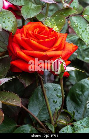 Flowers of ‘Reba McEntire’ Rose Stock Photo - Alamy