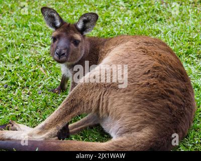 Beautiful wallaroo / euro, Macropus robustus, among green grass ...