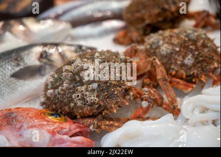 Assortment of fresh daily catch of fishes, seashells, molluscs on ice ...
