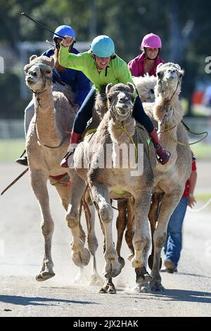 Cameleers compete in a race during the Sydney Camel Racing Carnival, at ...