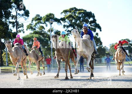 Cameleers compete in a race during the Sydney Camel Racing Carnival, at ...