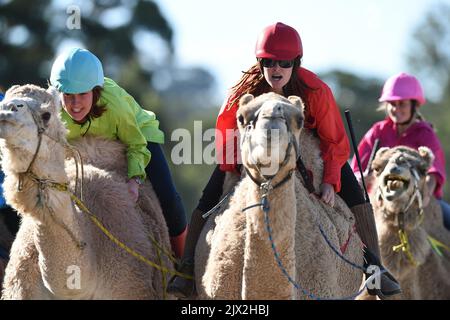 Cameleers compete in a race during the Sydney Camel Racing Carnival, at ...