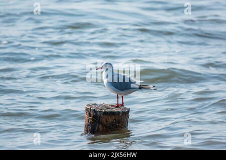 One seagull sits on a old sea pier. The European herring gull, Seagull ...