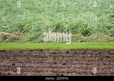 Cyclone-damaged sugar cane crops are seen between Proserpine and Airlie ...