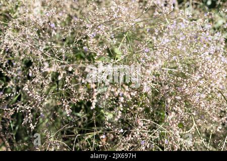 Limonium Latifolium. Sea lavender plant flowering in coastal habitat ...
