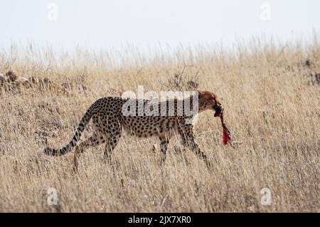 A Cheetah with part of a Springbok kill in Kalahari savannah Stock ...