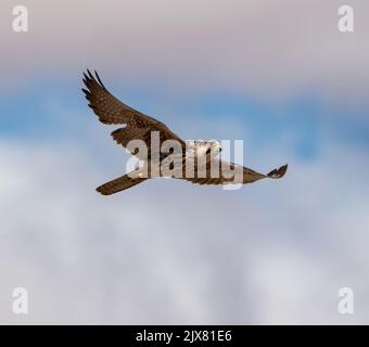 A Lanner Falcon in flight over Kalahari savannah Stock Photo - Alamy