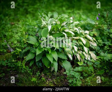Fresh green plant (Hosta) flowering. Selective focus Stock Photo - Alamy