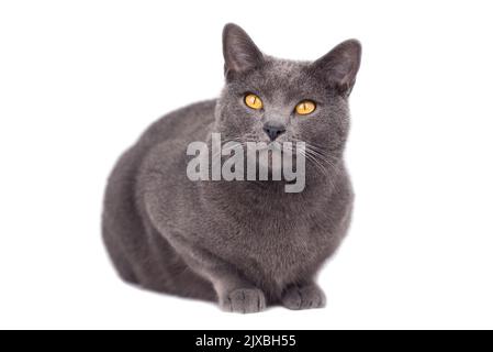 Blue-gray cat - Chartreux breed - posing on a tombstone in cemetery ...
