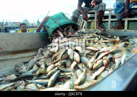 People process Hilsa fish at a fish landing station in Chattogram ...