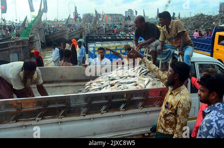 People process Hilsa fish at a fish landing station in Chattogram ...