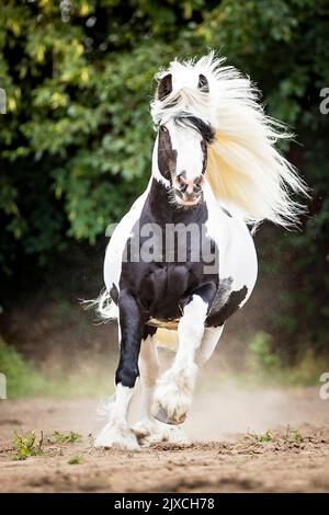 Gypsy Cob x ?. Piebald gelding galloping on a pasture. Germany Stock ...