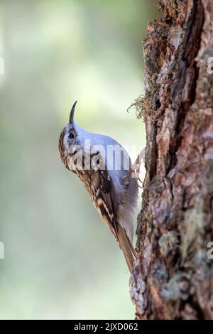 Common treecreeper (Certhia familiaris) on norwegian spruce trunk in ...