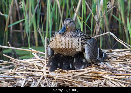 Mallard (Anas platyrhynchos). Mother brooding ducklings on nest ...