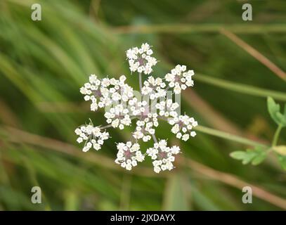 Milk-parsley - Thysselinum (Thyselium) palustre Stock Photo - Alamy