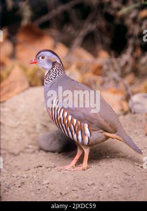 barbary partridge (Alectoris barbara), male standing on a rock, Canary ...