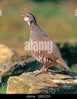 Barbary partridge cock, calling. Alectoris barbara Sardinia Stock Photo ...