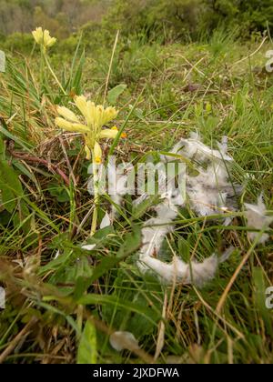 Environmentally important open space landscape in the Surrey Hills Area ...