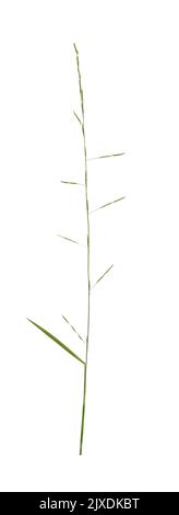 Floating Sweet-grass (Glyceria fluitans Stock Photo - Alamy
