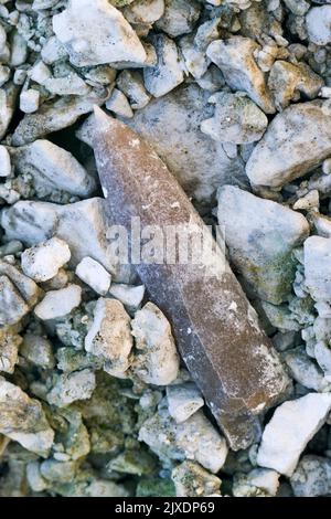 Belemnoid fossils, Cephalopoda Stock Photo - Alamy