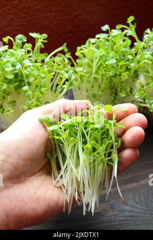 Radish Daikon microgreens growing in a plastic punnet Stock Photo - Alamy