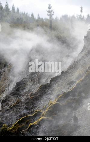 Steam drifting from some of the hot springs in the Wairakei Natural ...
