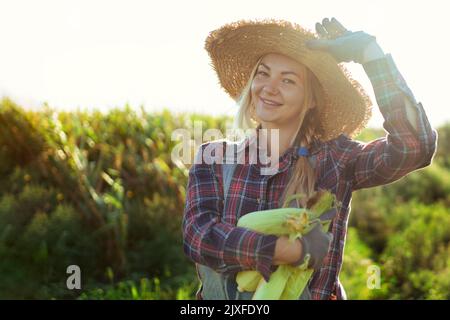 Corn. Young farmer woman smiling and harvesting corn. A beautiful woman ...