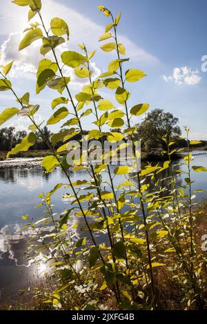 young plants at the renaturalized and redesigned Lenne river in Hagen ...