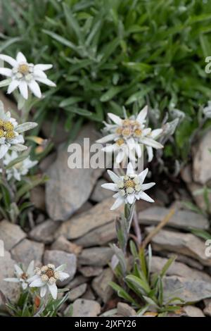 Famous flower Edelweiss (Leontopodium alpinum), symbol of alps Stock ...
