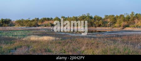 Marshes. Panoramic view of the Lilleau des Niges National Nature ...