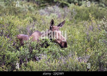 Cow Moose (Alces alces) in the Tiaga Forest. Denali National Park and ...