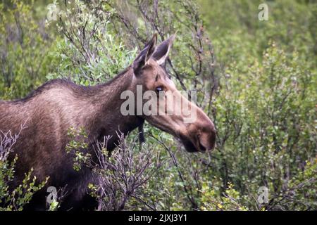 Cow Moose (Alces alces) in the Tiaga Forest. Denali National Park and ...