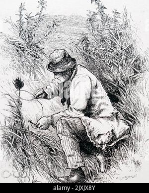 Cartoon depicting a man poaching. Dated 19th Century Stock Photo - Alamy