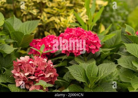 A closeup of a red Fuchsia Glow Hydrangea in a garden Stock Photo - Alamy