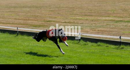 Beautiful persian dog or Saluki dog running at full speed in a race ...