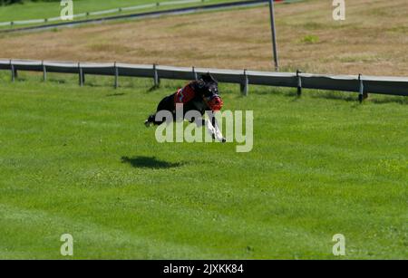 Beautiful persian dog or Saluki dog running at full speed in a race ...