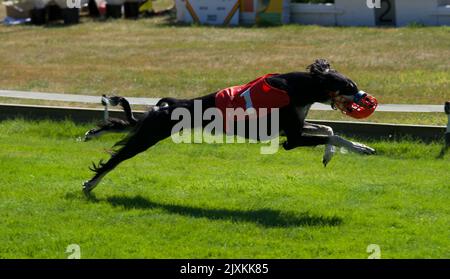 Beautiful persian dog or Saluki dog running at full speed in a race ...