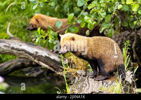 Two baby bush dogs standing on a tree branch and looking at the lake ...