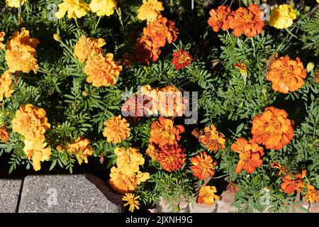 Tagetes patula 'Durango Outback Mix' French marigolds growing next to ...